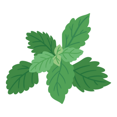 Organsia | Organic Lemon, Lime & Mint | 18 Tea Bags